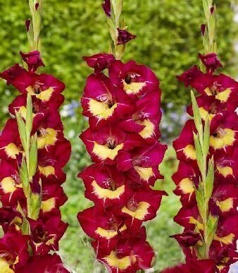 Гладиолус Маренго 1шт