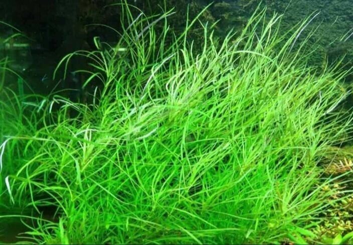 Погостемон Октопус (Pogostemon octopus)