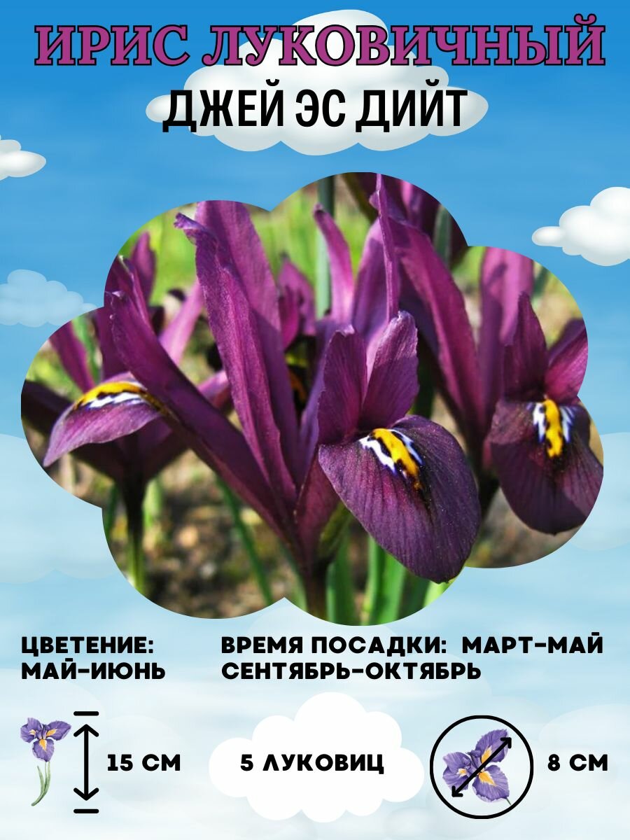 Ирис луковичный 5шт.