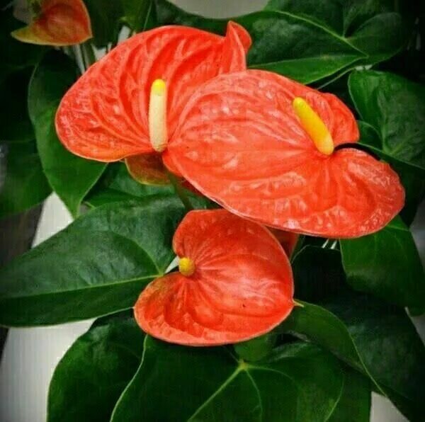 Антуриум андрианум Orange Honey 30*9