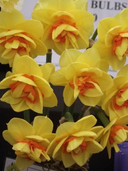 Нарцисс Tamar Fire 5 шт