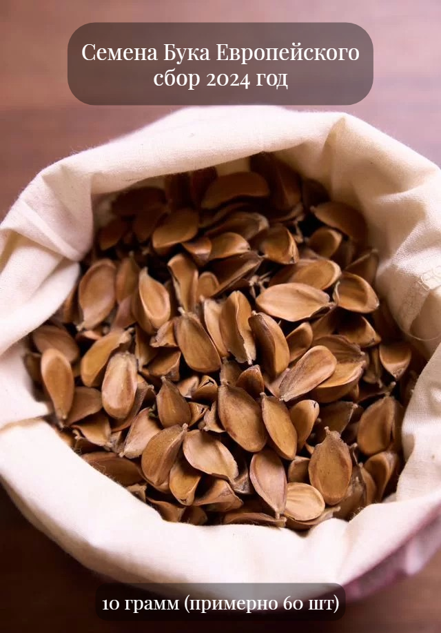 Семена дерева Бука европейского, или лесного, 10 грамм (примерно 60 шт)