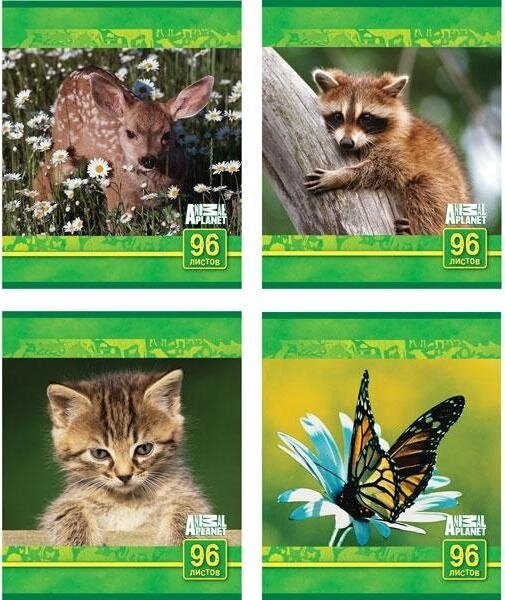 Action! AP-AN 9603/5-2SHT Тетрадь action! animal planet, рисунок енот, 2 шт. в комплекте action!