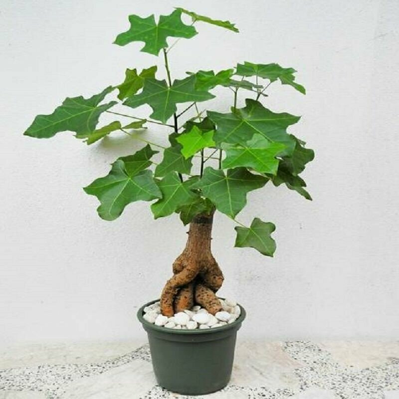 Брахихитон кленолистный, Brachychiton acerifolius, семена