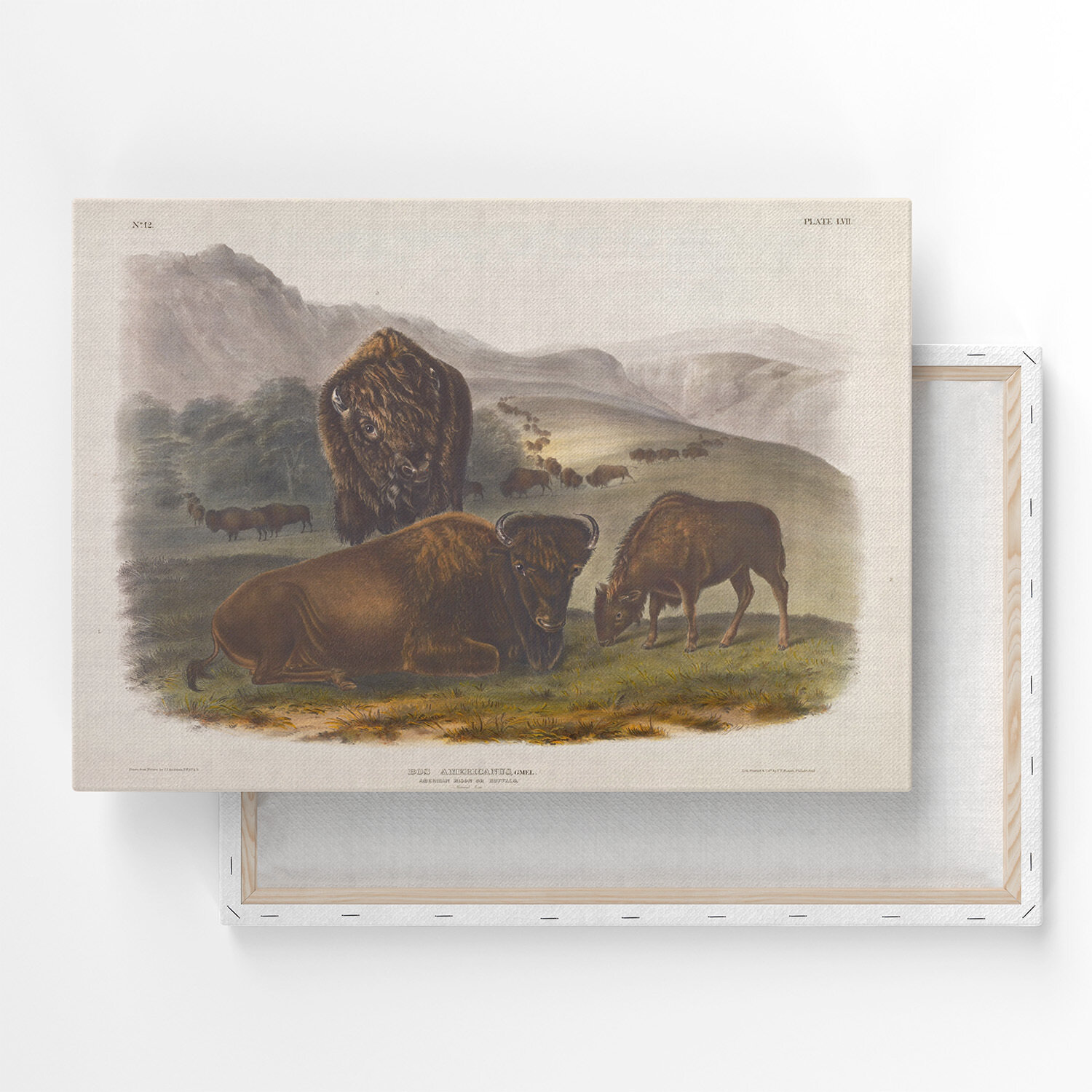 Картина на холсте, репродукция / Джон Джеймс Одюбон - American Bison or Buffalo / Размер 60 x 80 см