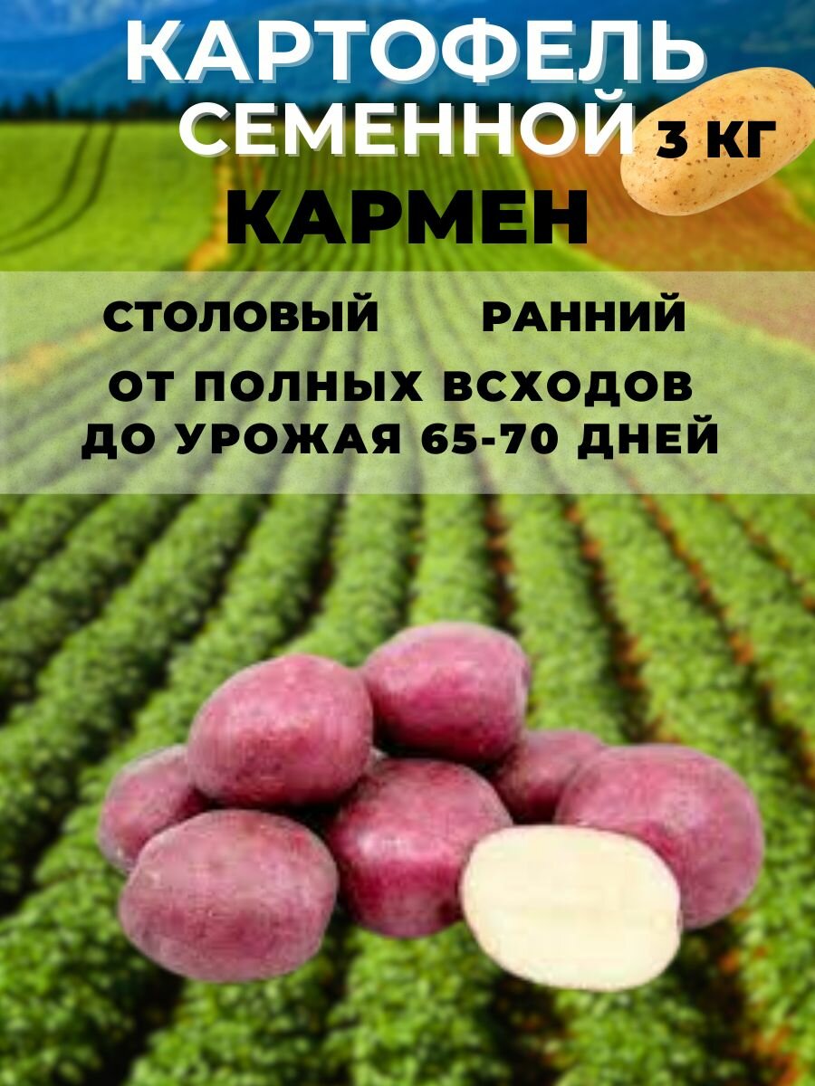Картофель семенной
