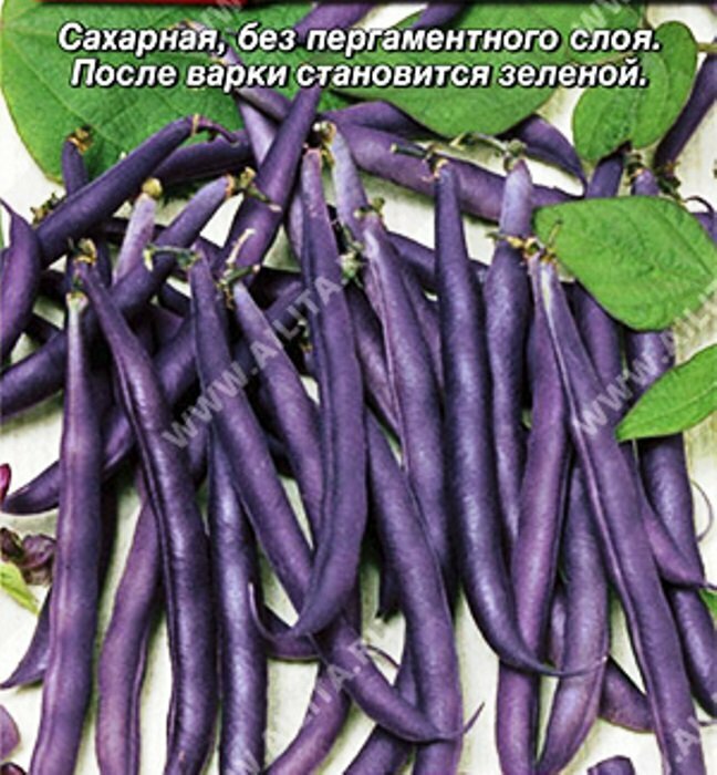 Семена Фасоль овощная Виолетта