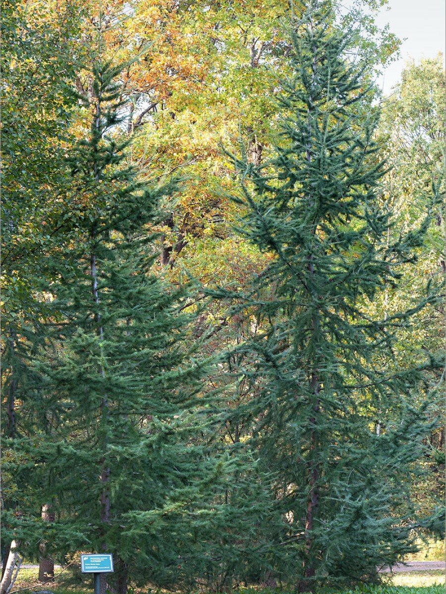 Семена Лиственница японская Кемпфера (Larix kaempferi), 20 штук