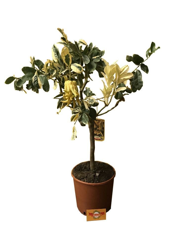 Цитрон "Рука Будды" вариегатный - Citrus medica D22 H80