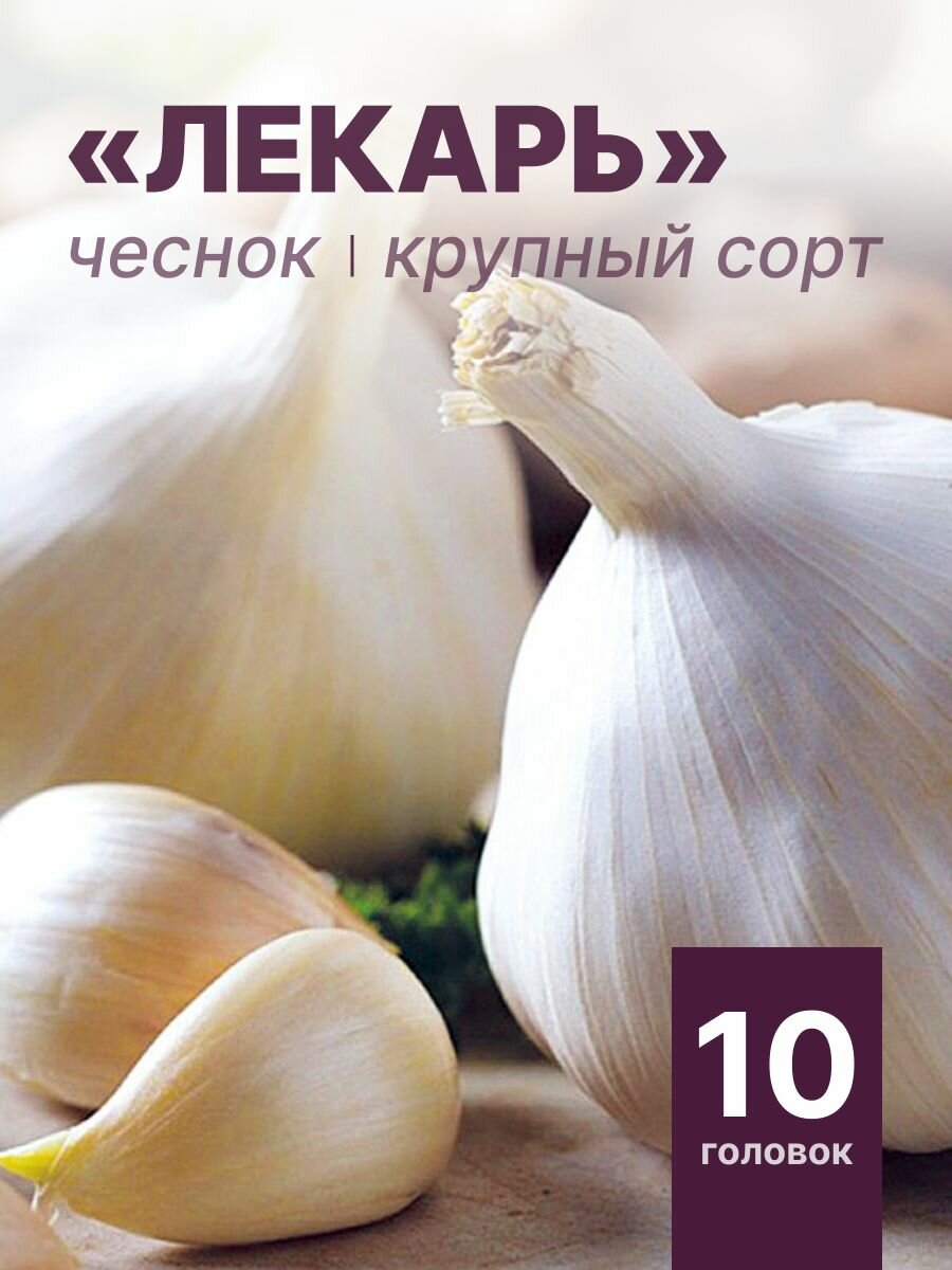 Чеснок на посадку крупный "Лекарь" 10 головок