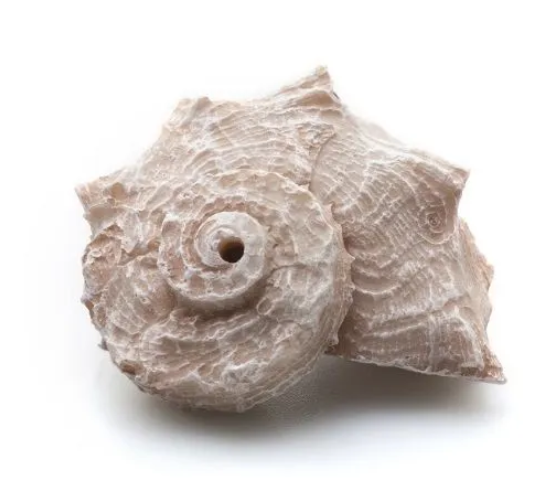 Аквариумная декорация Prime "Ракушка Рапан", пластик, 4.5×4.0×2.5см, бежевая
