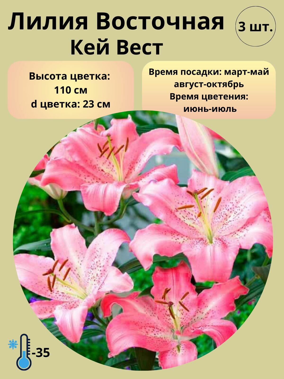Лилия Восточная, луковицы 3 шт