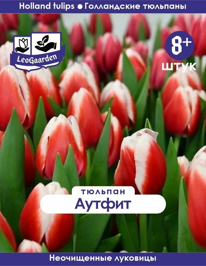 Тюльпан Луковица, Аутфит, 8+ шт