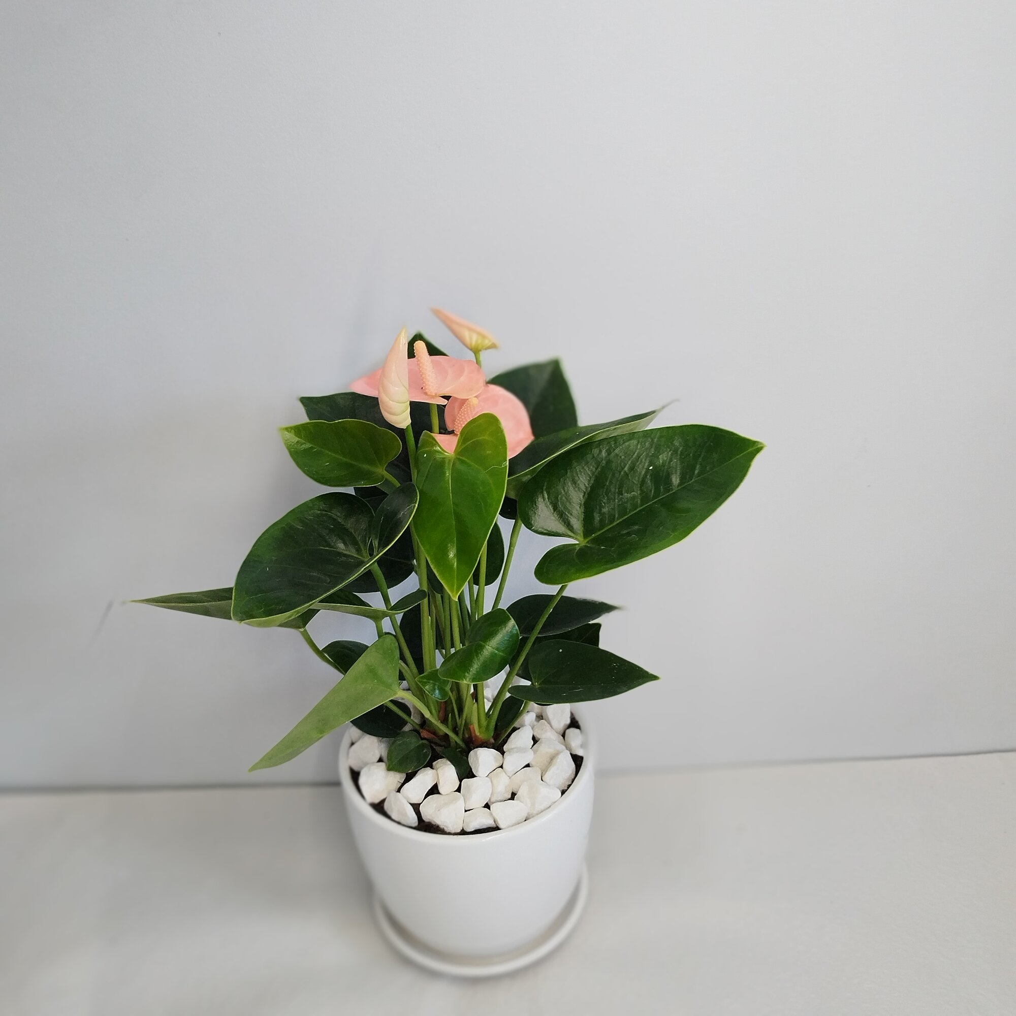 Антуриум Spirit