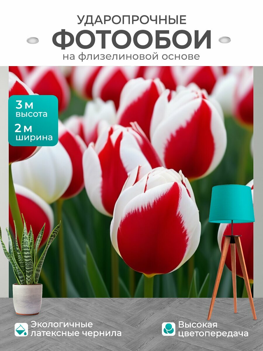 Фотообои моющиеся ударопрочные "Тюльпаны в белом и красном цветах" 300x300 см. флизелиновые на стену