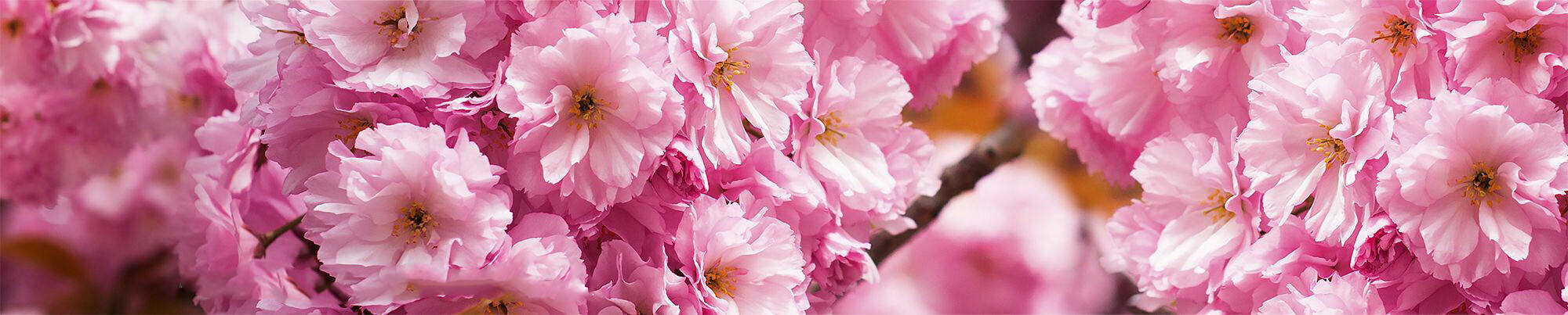 Фартук для кухни из АБС пластика 3000*600*1,5мм. Кухонный фартук ABS с фотопечатью "Цветущая вишня"