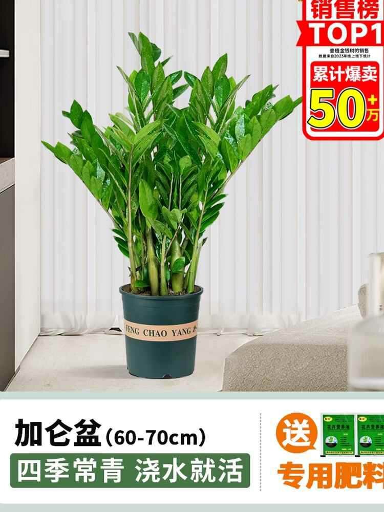 Горячая распродажаДенежное дерево, зеленое растение для интерьера, легкое в уходе, цветок для офиса, счастливое дерево, большой цветочный горшок, денежная гирлянда