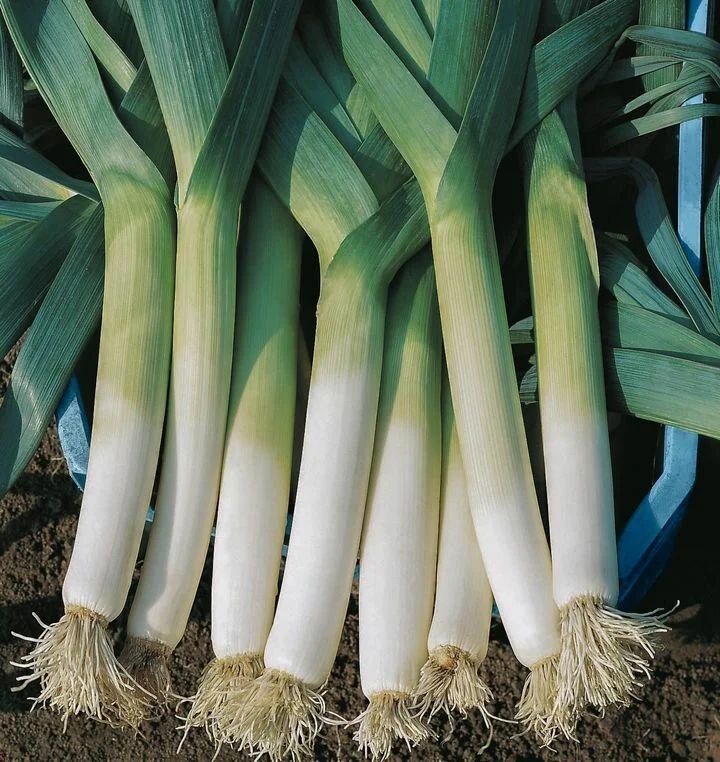 Коллекционные семена лука порей осенний Красавец