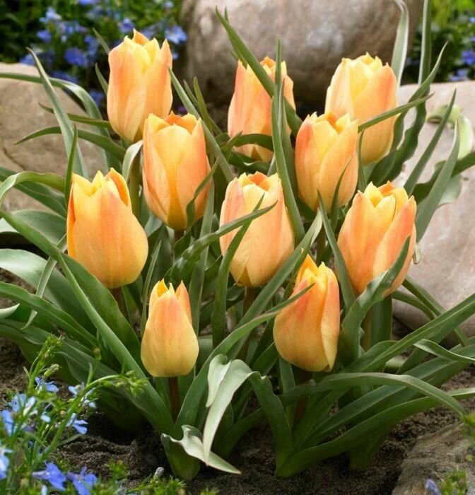 Тюльпан Брайт Джем 5 шт.