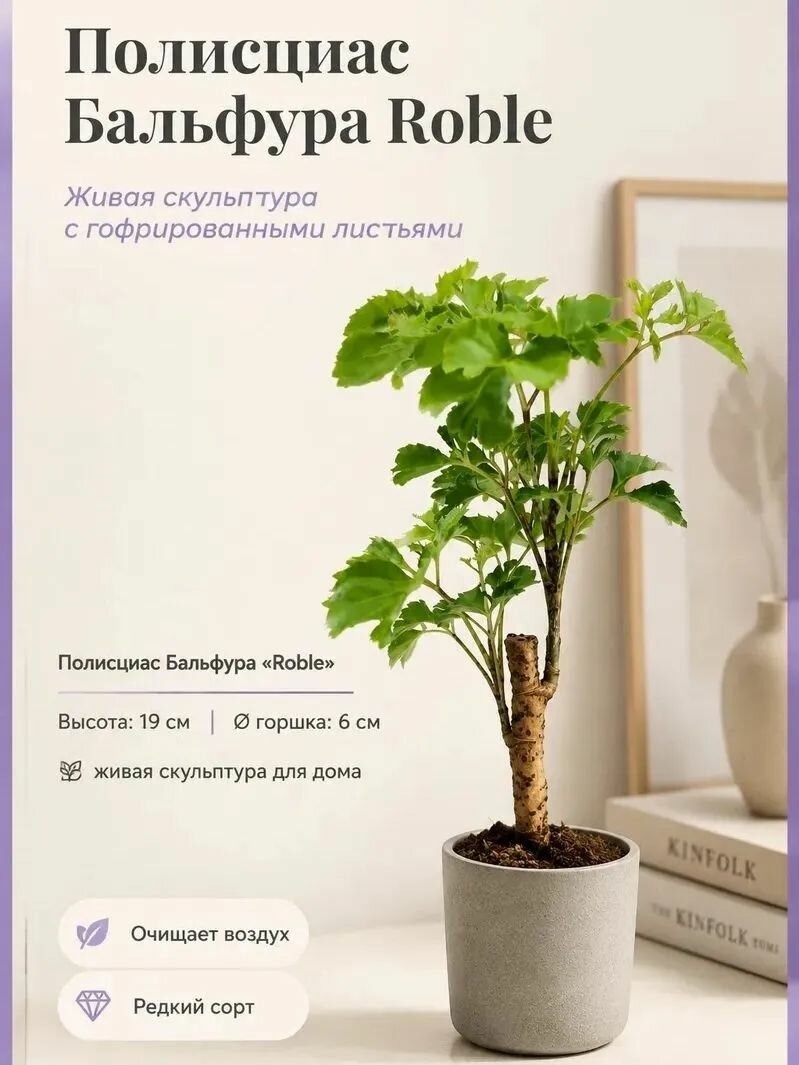 Полисциас Бальфура Робле / Polyscias balfouriana 'Roble' комнатное растение, живой декор для дома и офиса