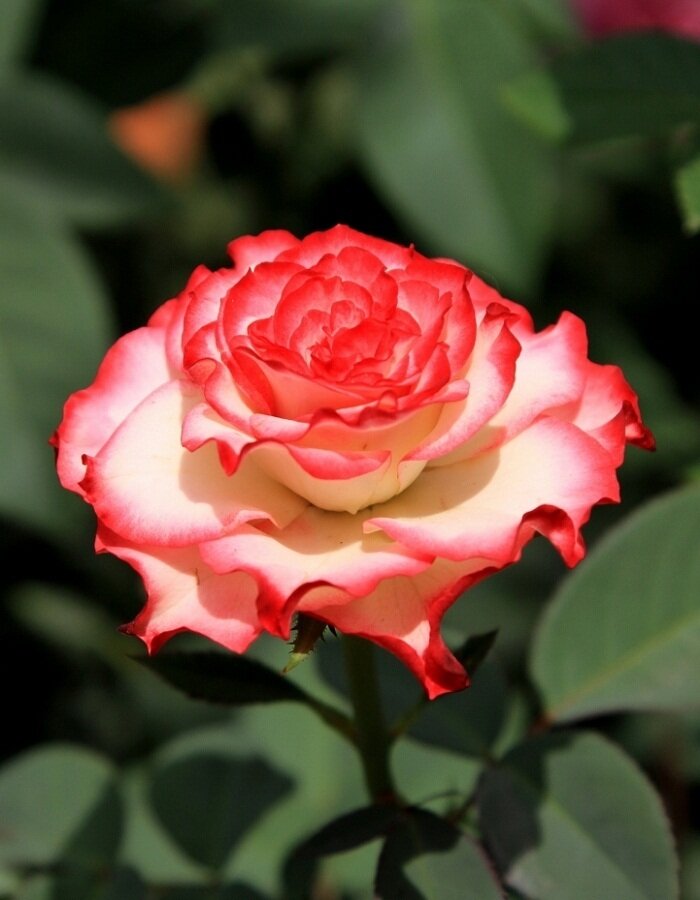 Роза Чайно-гибр Испанский Танец (розовая с сочно красным реверсом)