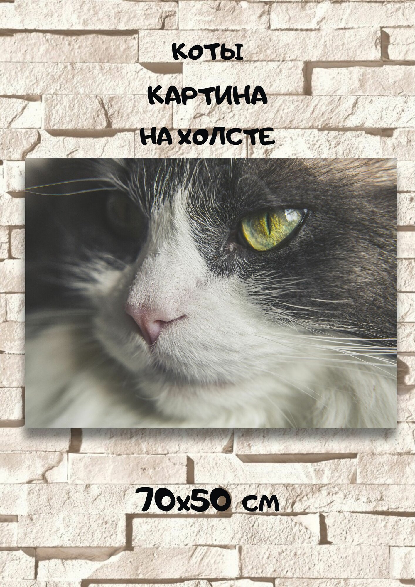 Картина "Коты животные котята" фотокартина на холсте для интерьера