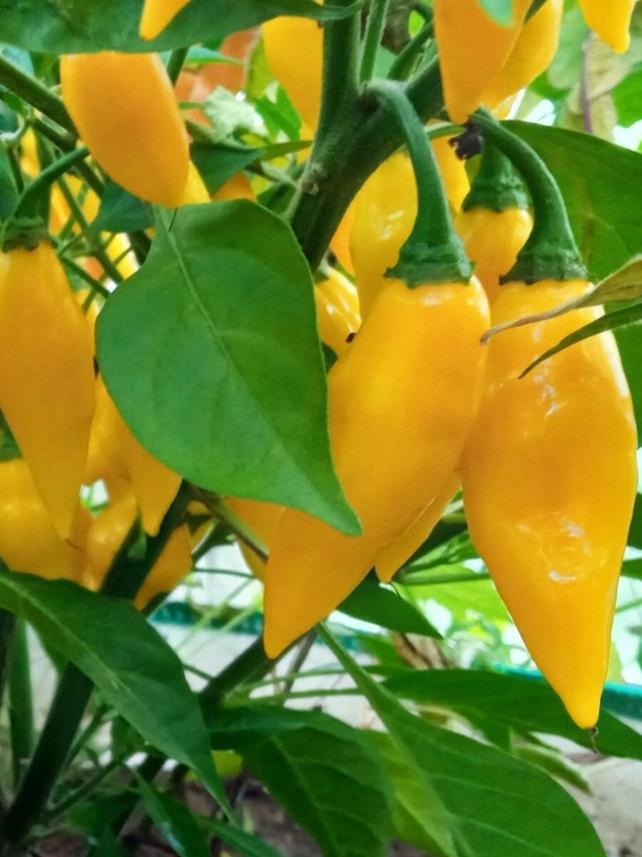 Семена Острый перец Aji mochero, 5 штук