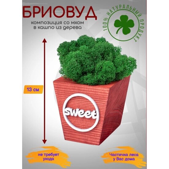 Композиция со мхом Pipwood "Бриовуд-месседж" sweet, цвет: красное дерево, мох: Forest green