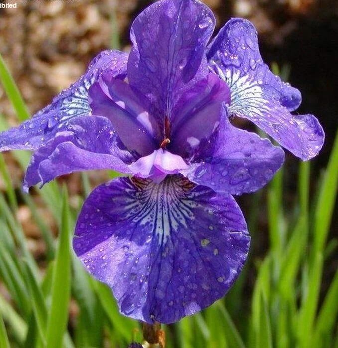 Ирис сибирский Мейбл Кодей луковицы, клубни, корни цветов