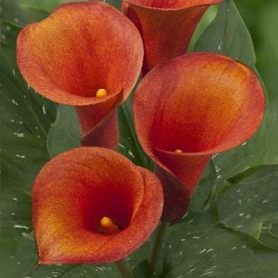 Калла Капитан Одеон 1шт