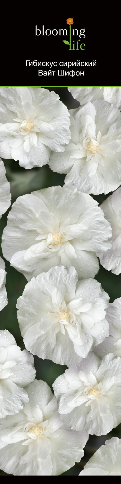 Растение Гибискус сирийский. вайт шифон 851782 1 шт