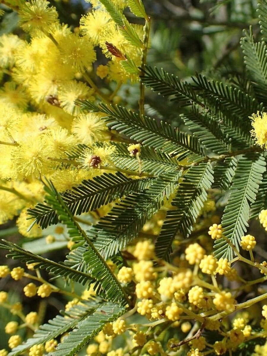 Семена кустарника Акация Фарнеза (Acacia farnesiana), 15 штук семян