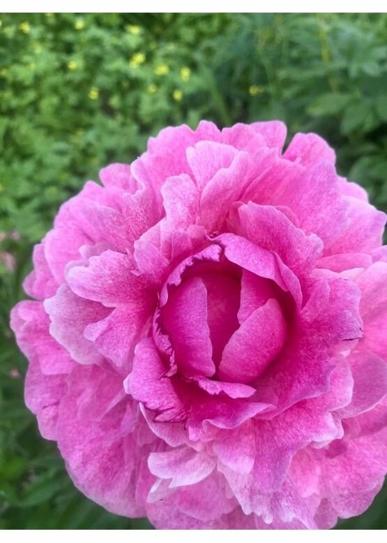 Пион THE FAWN 1шт