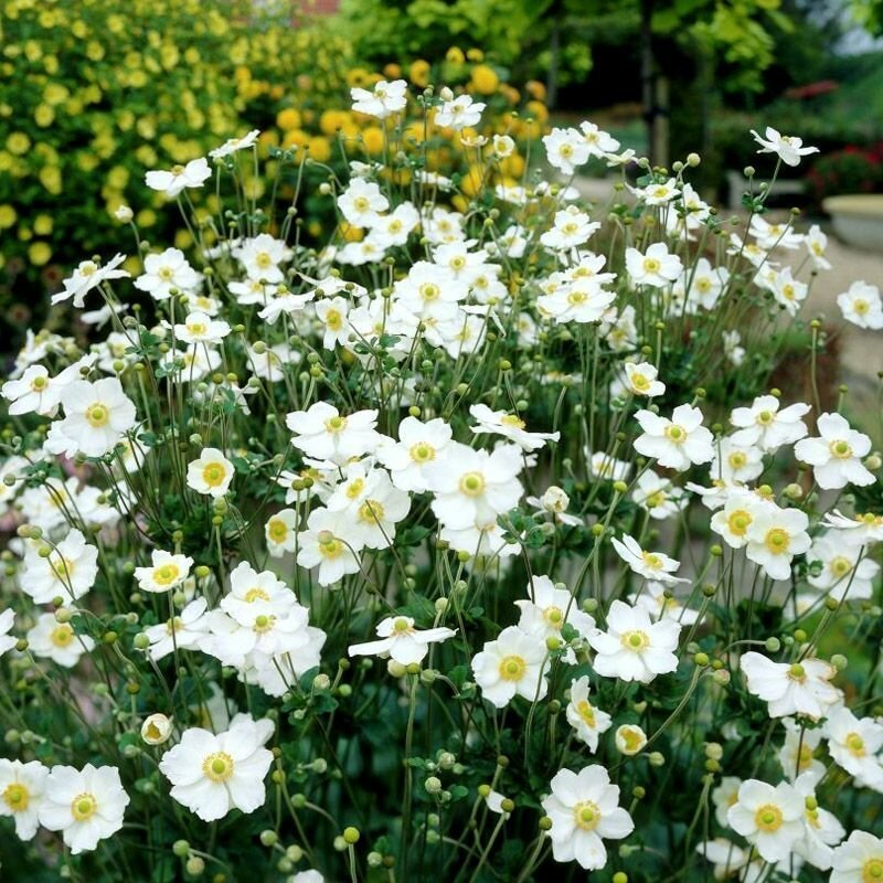 Анемон Andrea Atkinson 1 шт.