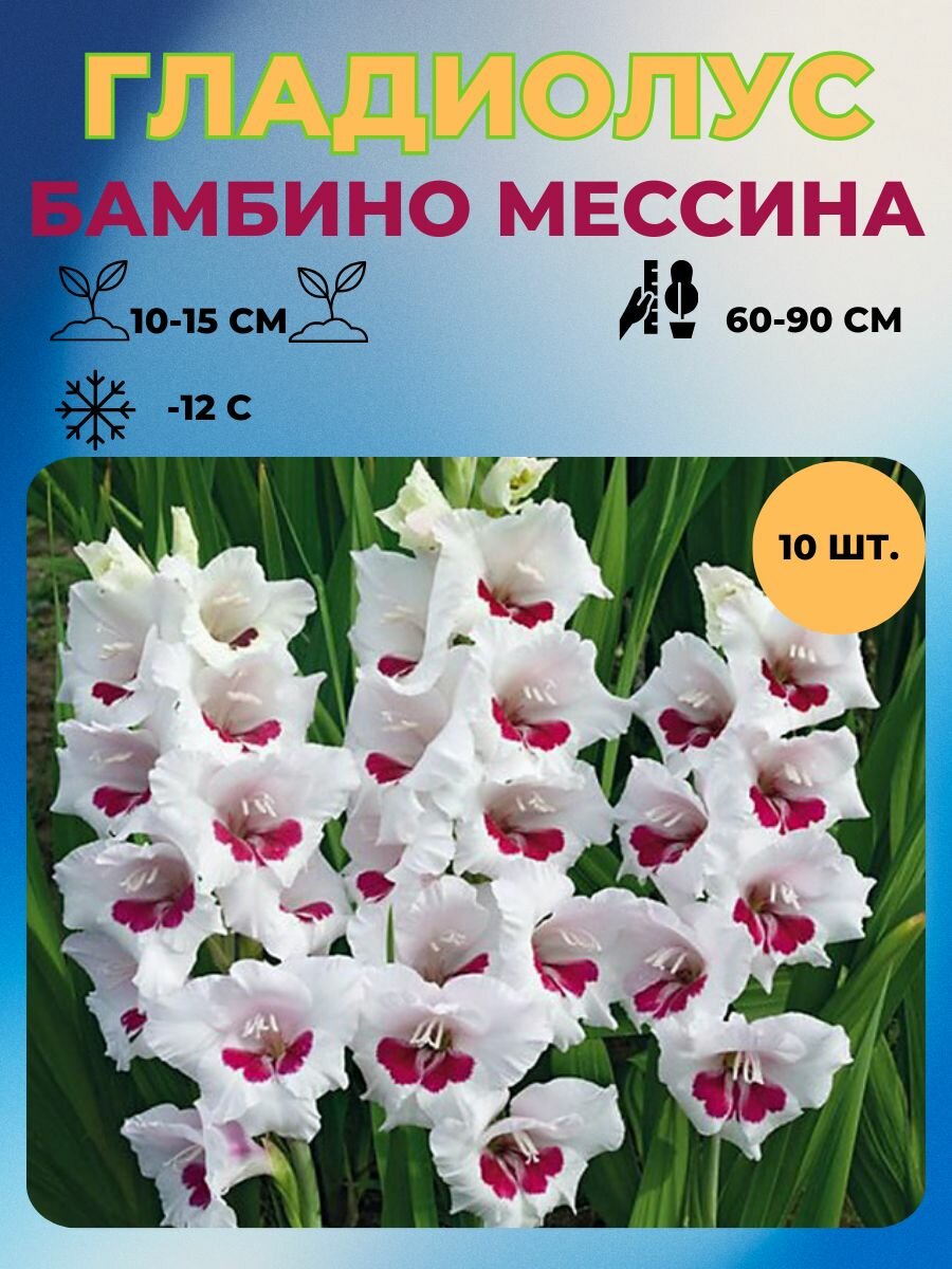 Гладиолус крупноцветковый, луковицы 10 штук