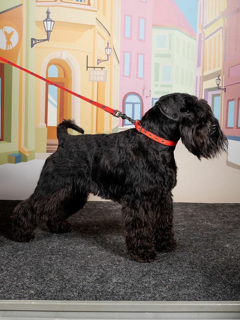 Поводок-стропа для собак Japan Premium Pet DAISKI с механизмом защиты от срыва, красный, размер M