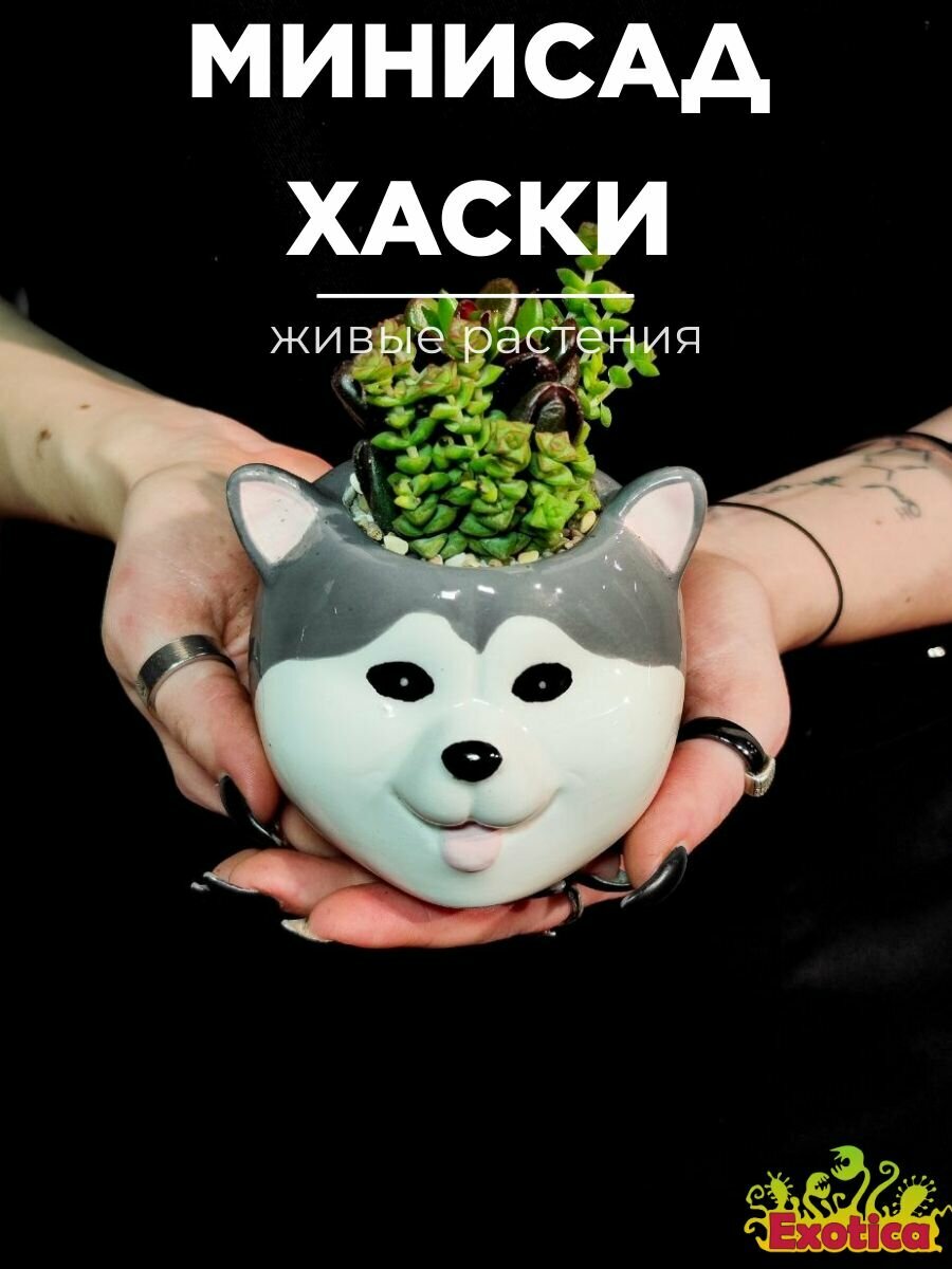 Мини сад "Хаски" живые суккуленты