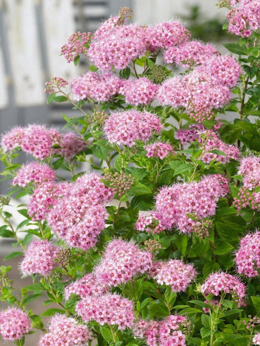 Спирея японская Литтл Принцесс (Spiraea japonica Little Princess)