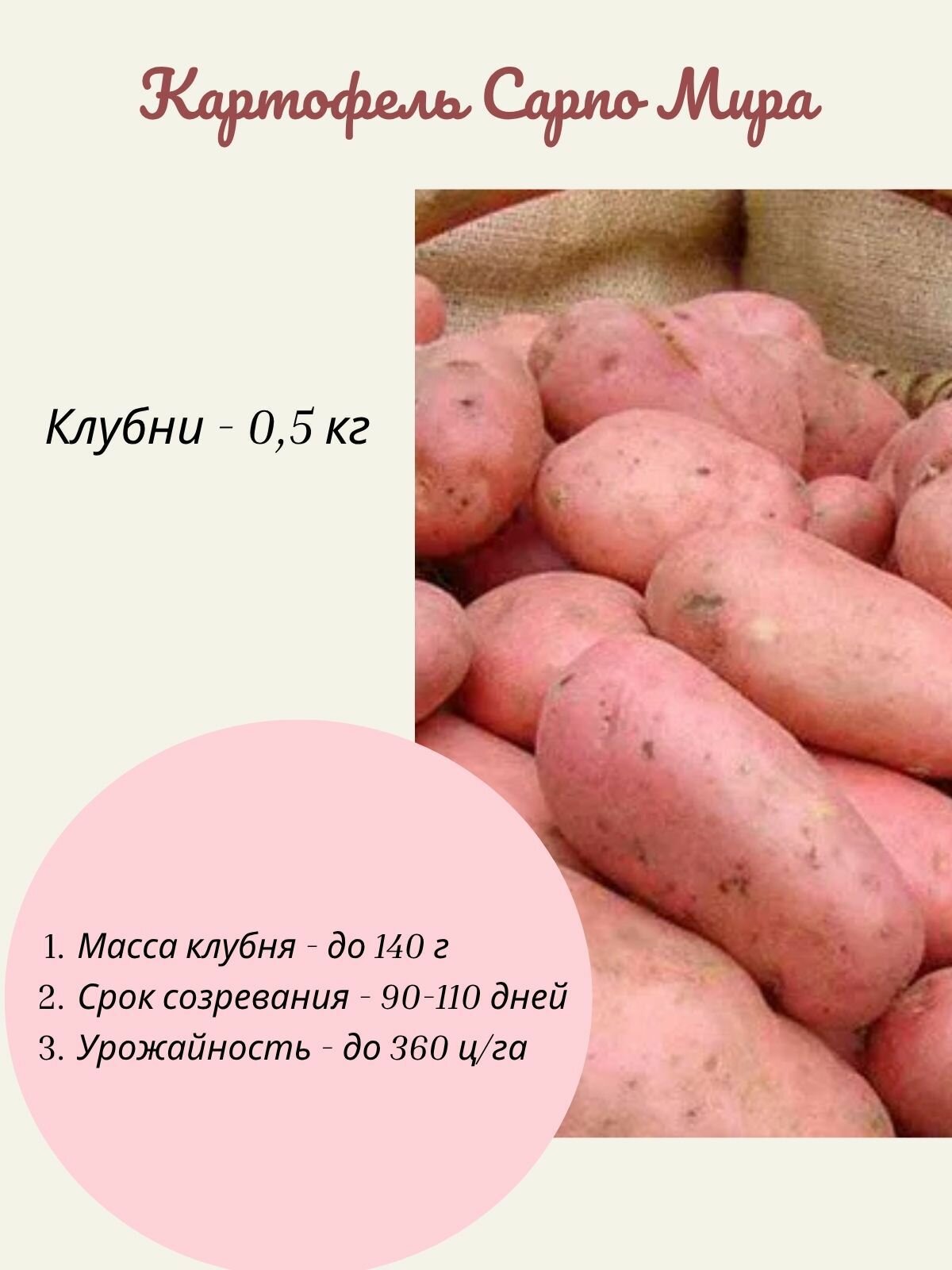 Картофель красный Сарпо Мира 0,5 кг на посадку