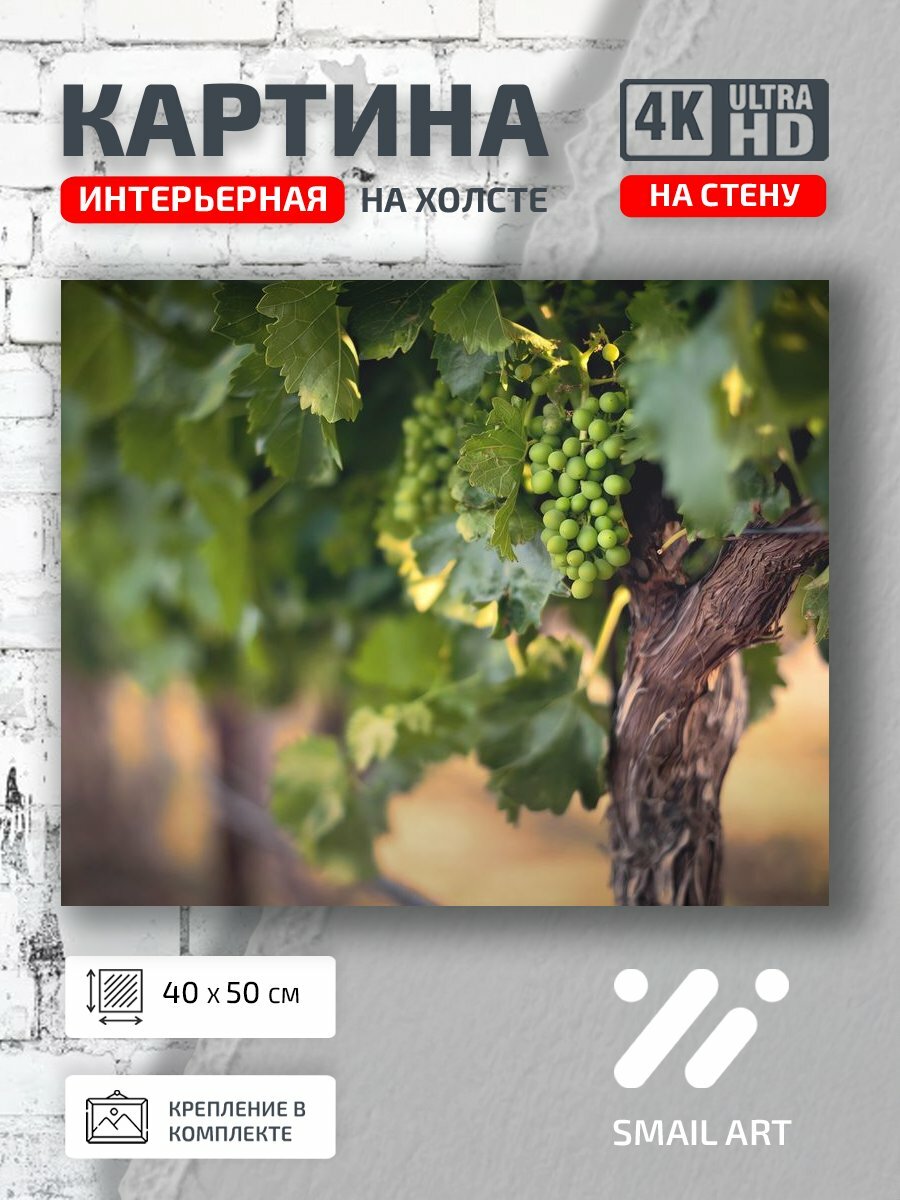 Картина на холсте интерьерная 40 на 50 на стену Виноград Landscape для кабинета пейзаж