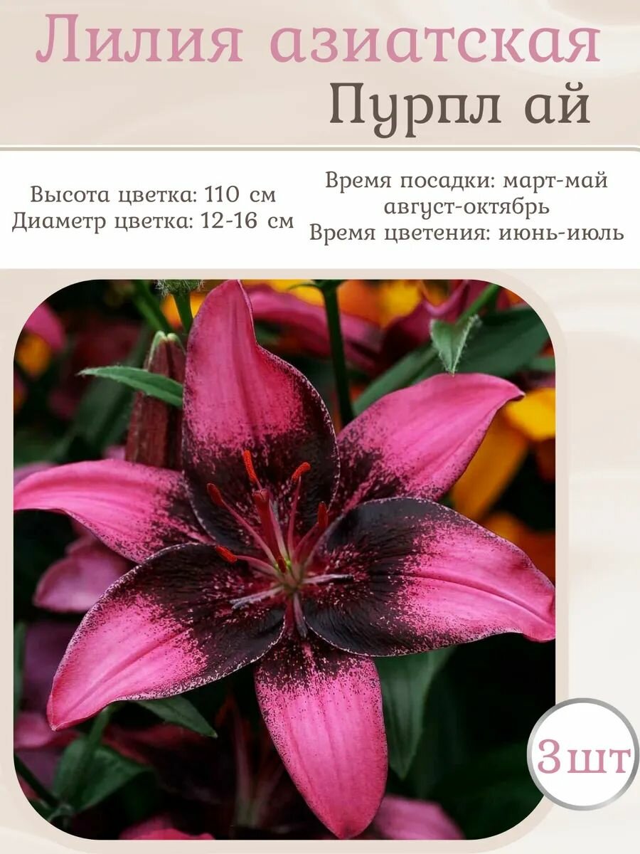 Луковицы лилии многолетние, новые популярные сорта 3 штуки