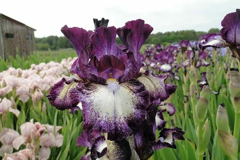 Ирис бородатый Принц оф Бургунди луковицы, клубни, корни цветов