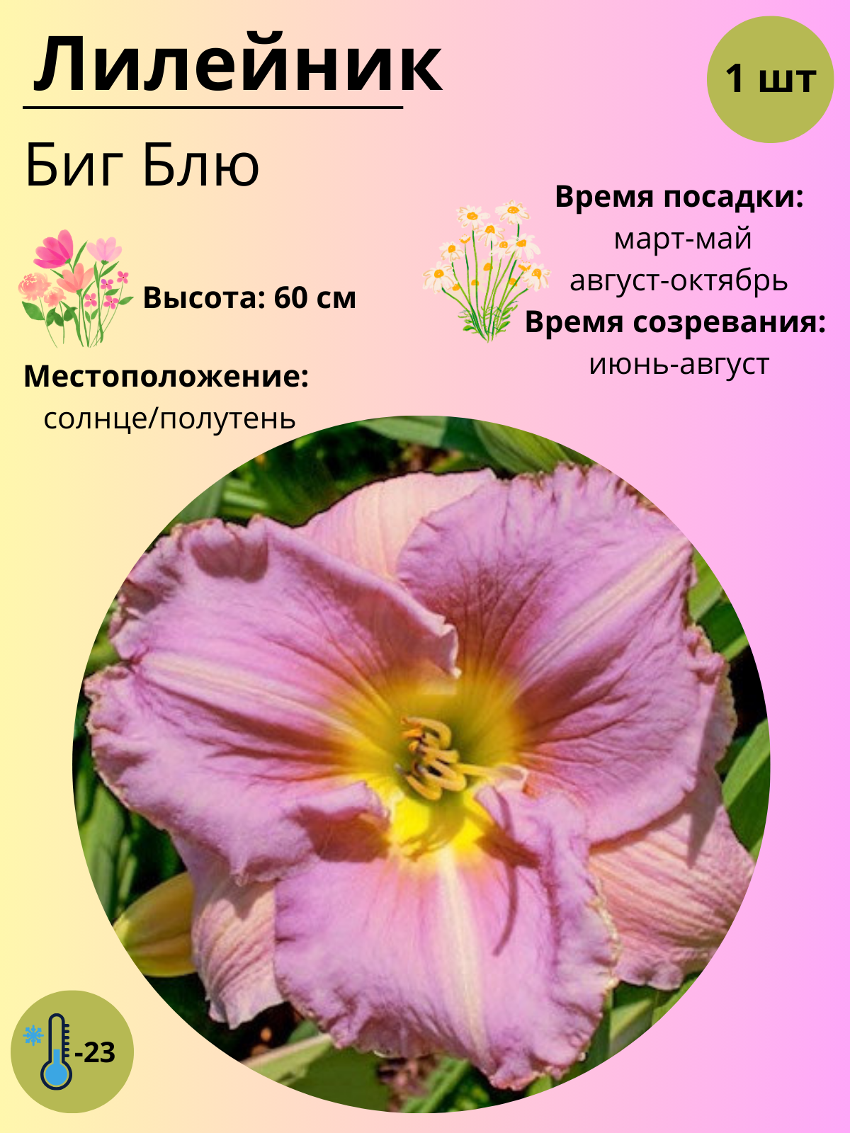 Лилейник Биг Блю, многолетние цветы / корень 1 шт