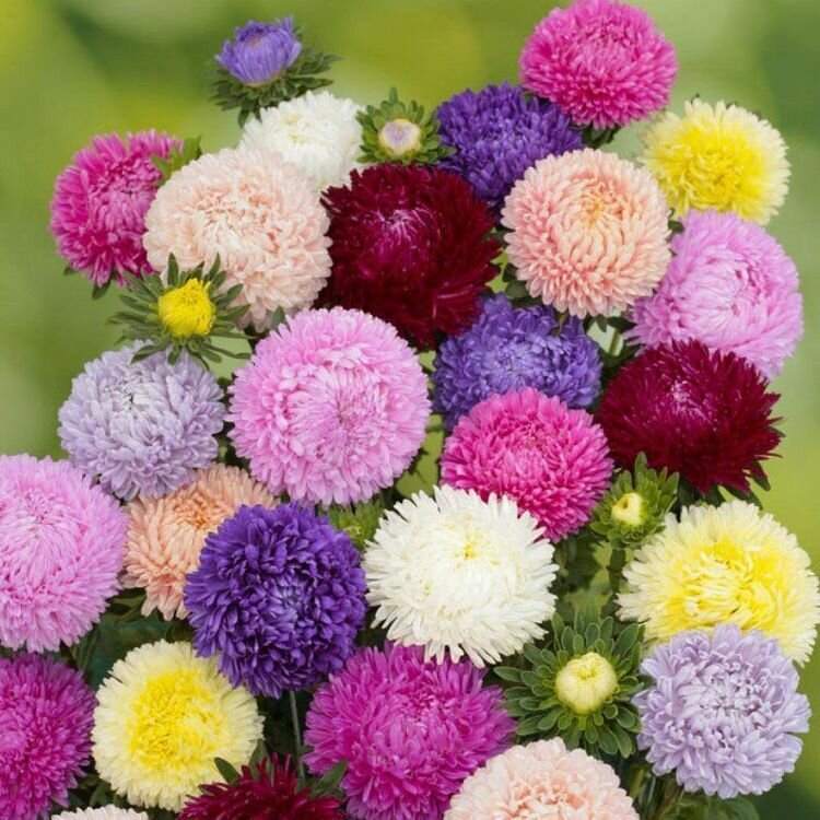 Семена растения астра леди коралл, смесь окрасок