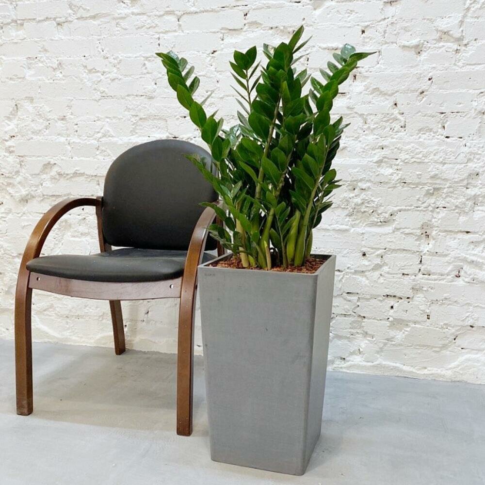 Замиокулькас в кашпо (большемеры) h 120 от бренда Margo Plants