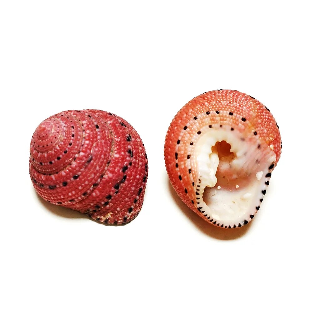 Ракушка морская Клаккус, цвет 2 PCS