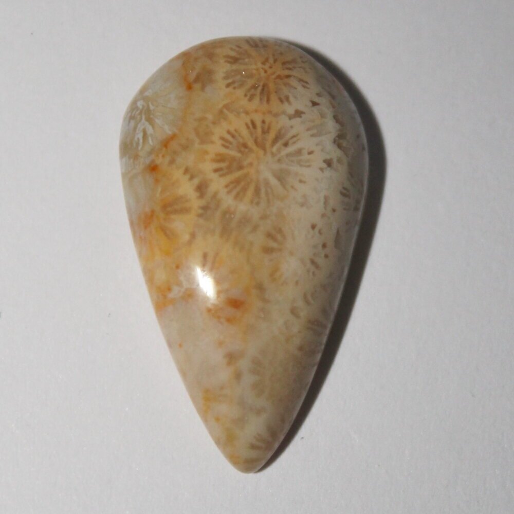 Коллекционный кабошон Коралл, 24х14х5 мм, Индонезия, "True Stones"