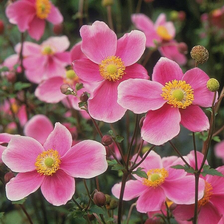 Анемон Hadspen Abundance 1 шт.