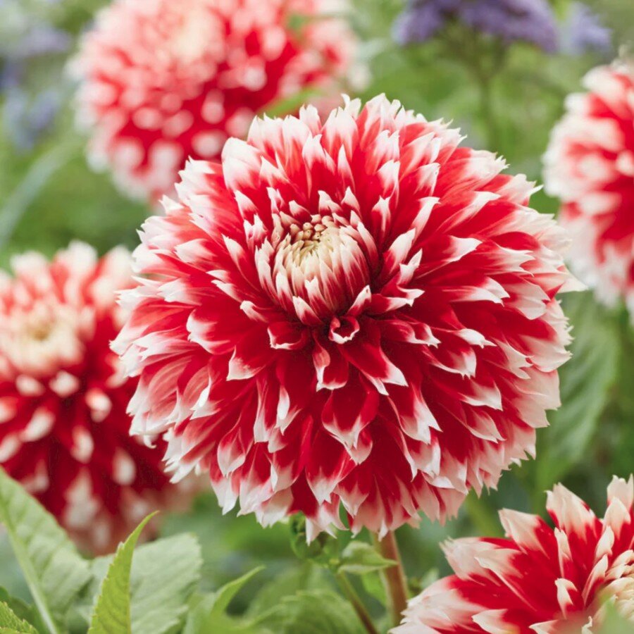 Георгина Ред энд Вайт Фубуки (1 клубень), Нидерланды