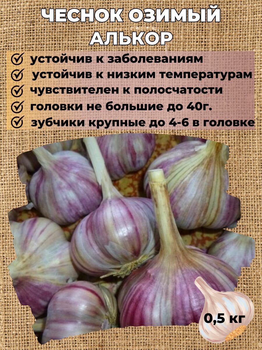 Чеснок озимый на посадку 0,5 кг.